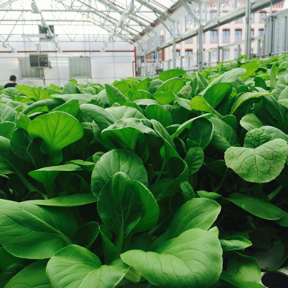 Hydroponic Farming Co. To Open Urban Greenhouses in New York, Chicago ...